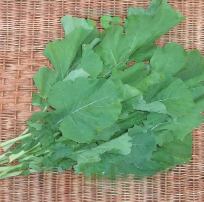 Rape English Giant | Avanos Seeds